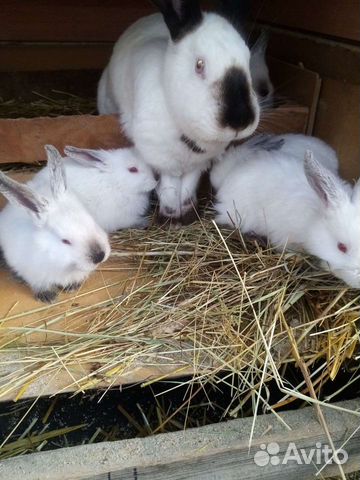 Крольчата Калифорнийцы