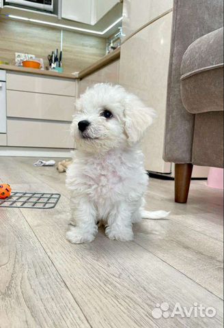 Щенки бишон фризе