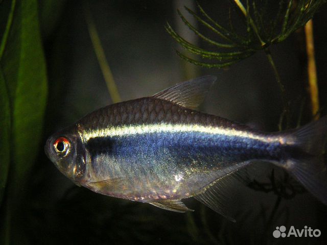 Черные неоны, обликва, коряга