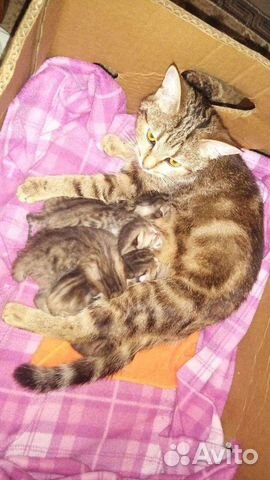 Котята 4 недели