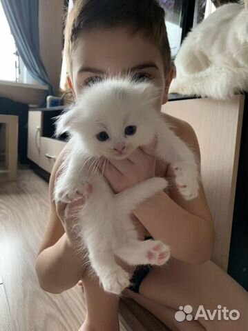 Котята даром