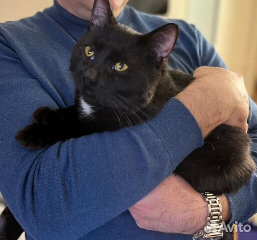 Котик черный ласковый малыш