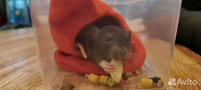 Отдаю крысу, умер хозяин