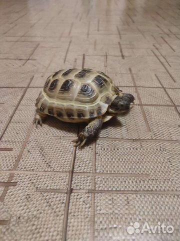 Черепаха сухопутная