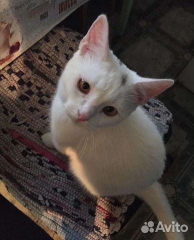 Белый Кастрированный Котёнок ищет дом
