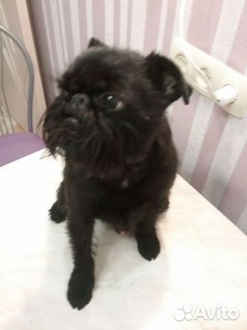 Бельгийский гриффон Вязка