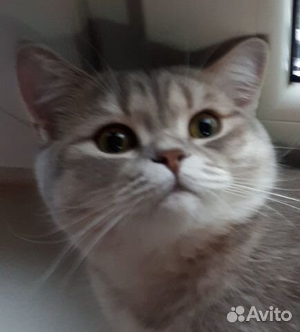 Шотландский кот в окрасе голубое золото 1 год 1 ме