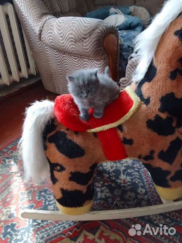 Домашние животные кошки