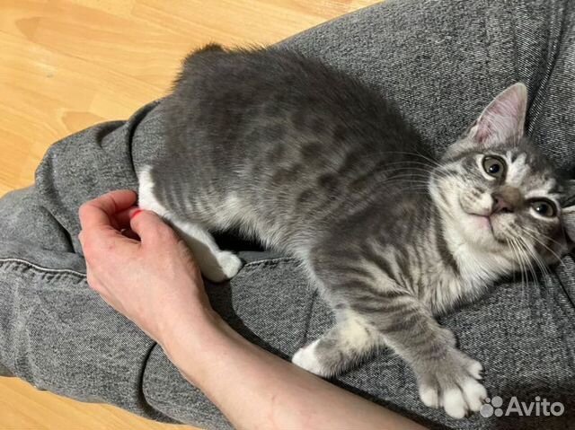 Котенок в ответсвеннве руки