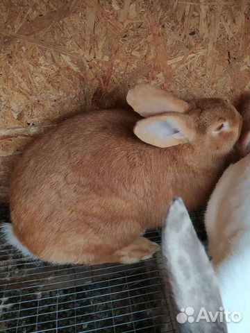 Кролики бургундские самцы и самки