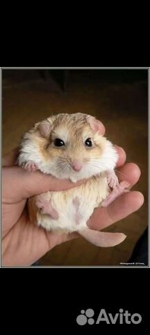 Жирнохвостая песчанка