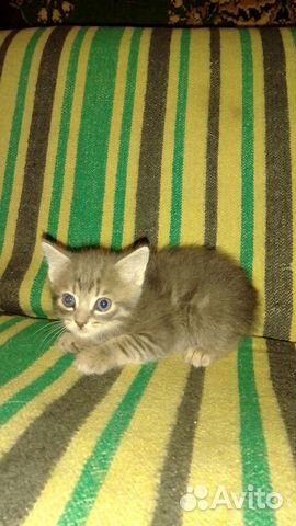 Три кота, три хвоста