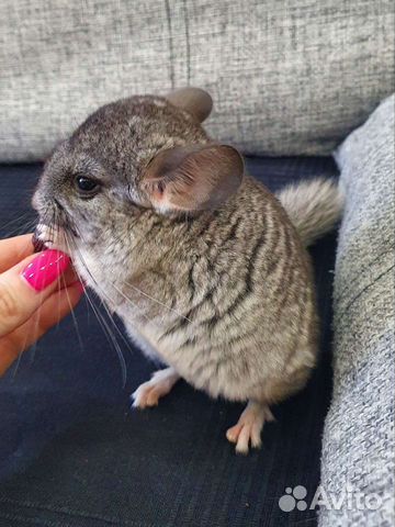 Шиншилленок девочка 2 мес