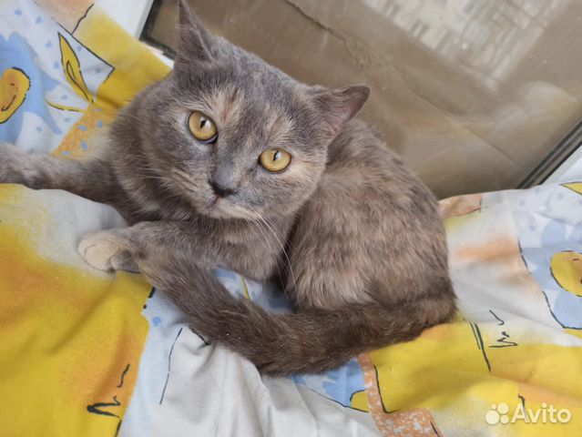 Кошечка Груша