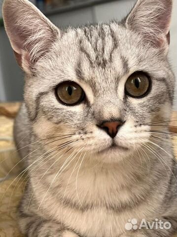 Белый британский котенок