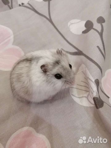 Джунгарский хомяк