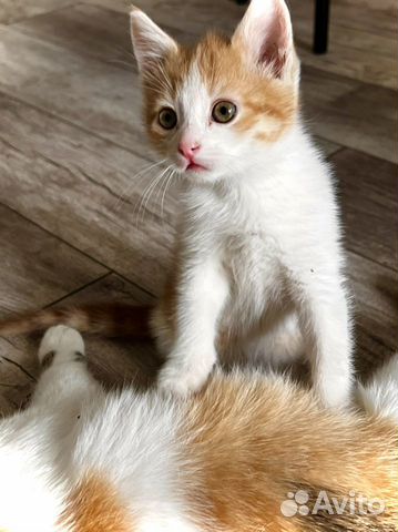 Котенок