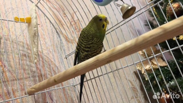 Волнистый попугай