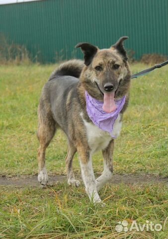 Никому ненужная потому что беспородная