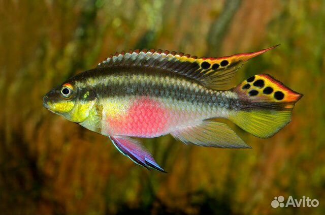 Рыбка Пельвикахромис пульхер