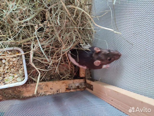 Крыса дамбо