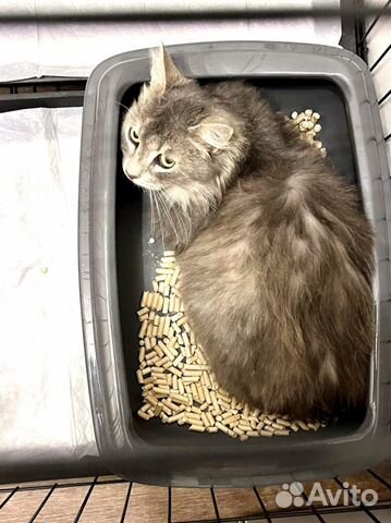 Брошенный зеленоглазик ищет дом