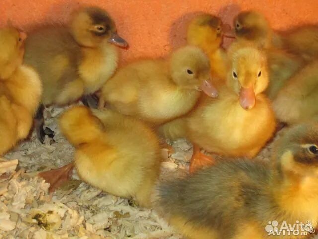 Утята фавориты, стар 53, черри велли