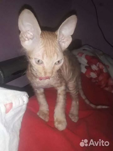 Рыжий тигренок