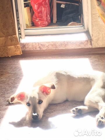 Метис корги и той терьера