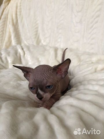 Канадский сфинкс