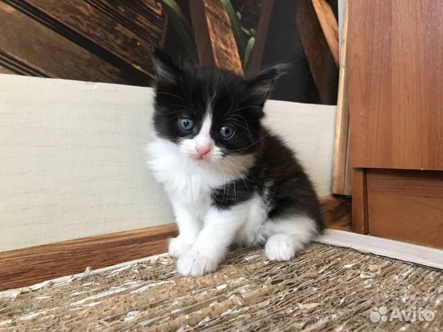 Котенок мальчик 6 недель