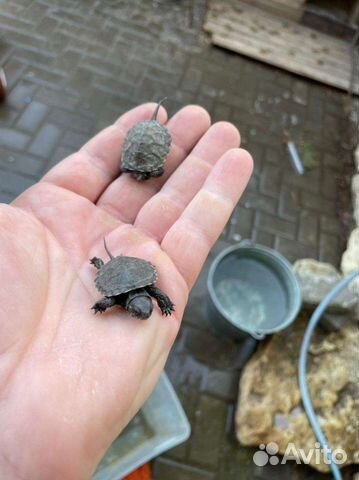 Черепаха обычная