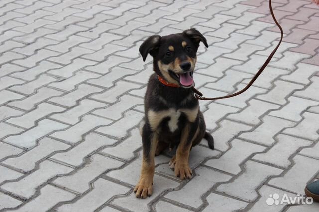 Щенок ищет любящих хозяев