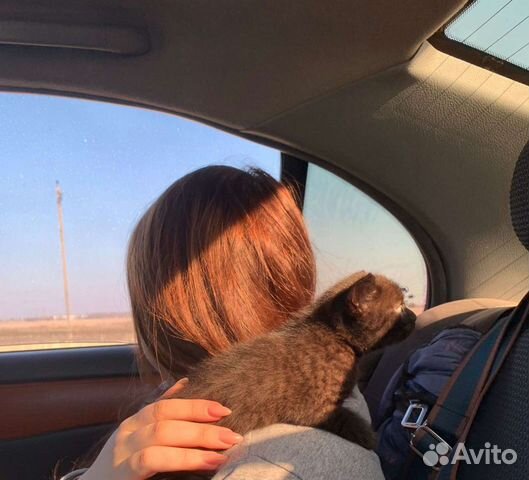 Смесь Британка с шатланцем