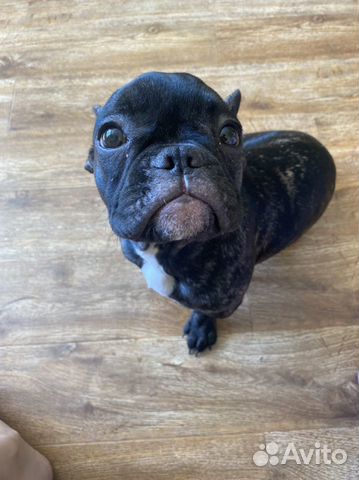 Французский бульдог