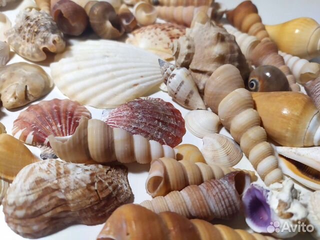 Морские ракушки