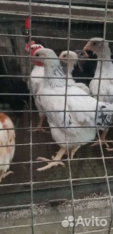 Петух 2 месяца