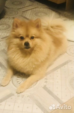 Случка шпиц