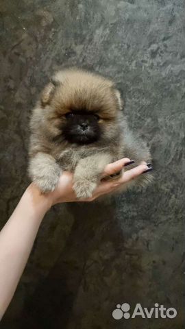 Милашка Сьюзи, мини