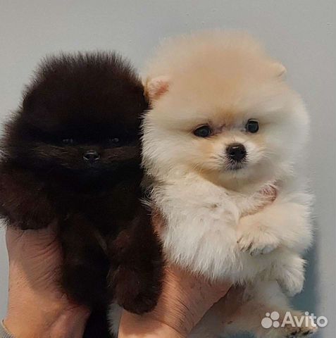 Щенки шпица