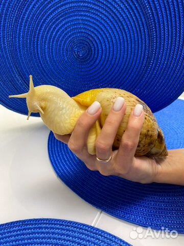 Улитки ахатины