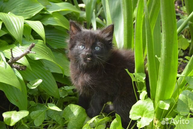 Котенок