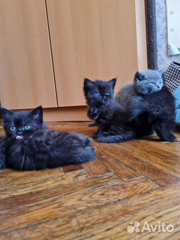 Котята