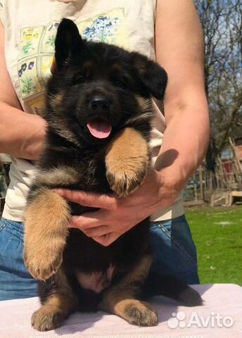 Кобель немецкой овчарки