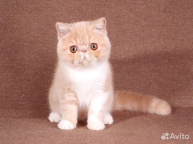 Экзотический мальчик Барон