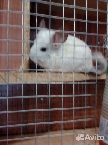 Шиншиллы пара