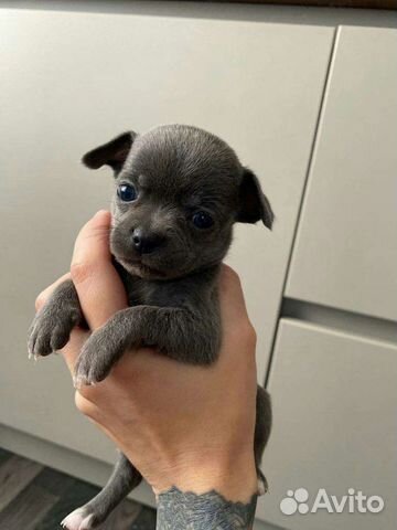 Щенки чихуахуа,бронь