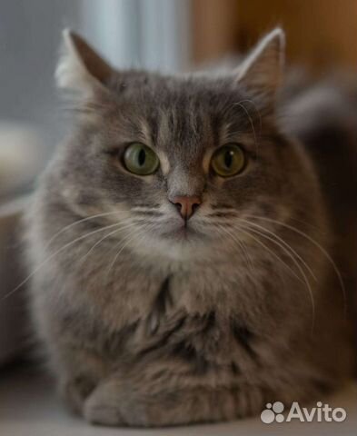 Роскошная стерилизованная кошечка