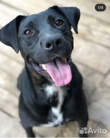 Собака девочка, Рокси ищет дом