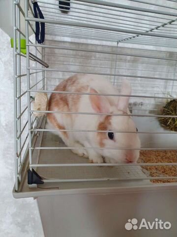 Декоротивный кролик (девочка) бесплатно